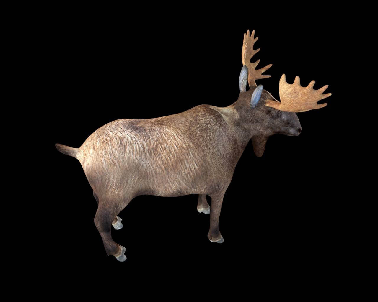 Moose (Male) - 3D Model by 3dstudio