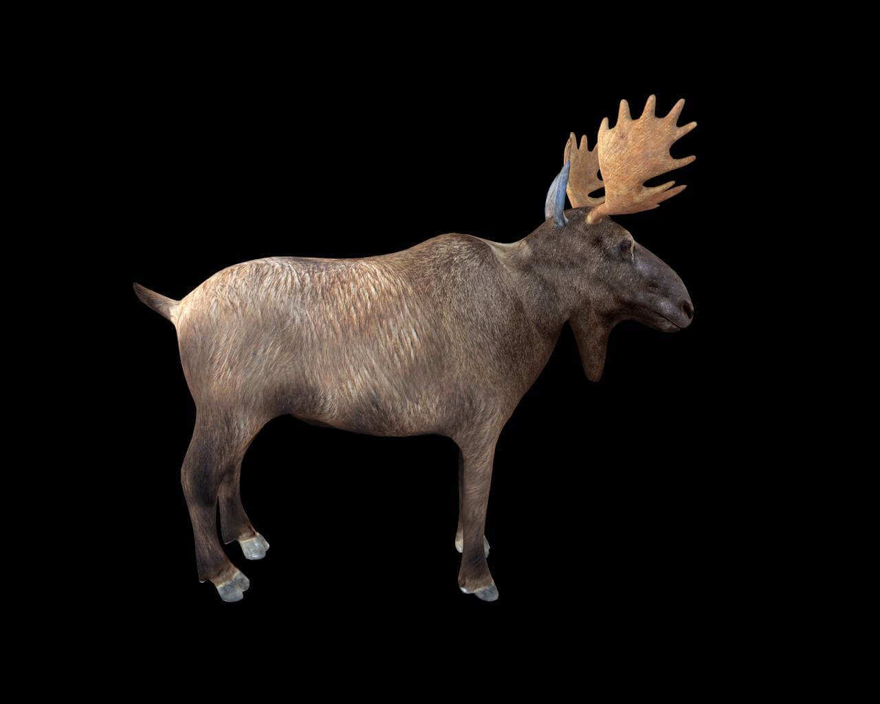 Moose (Male) - 3D Model by 3dstudio