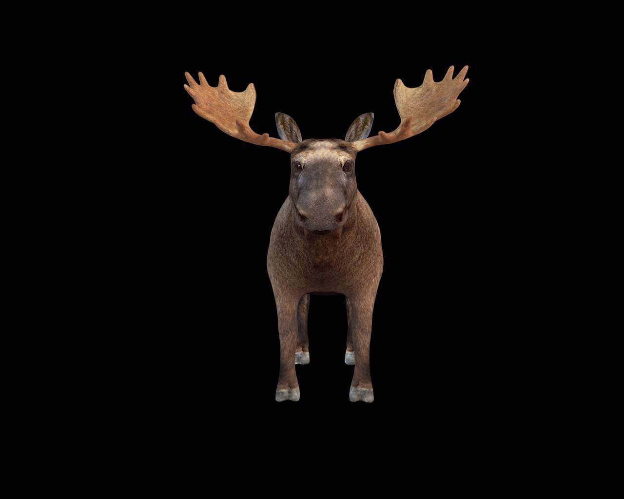Moose (Male) - 3D Model by 3dstudio