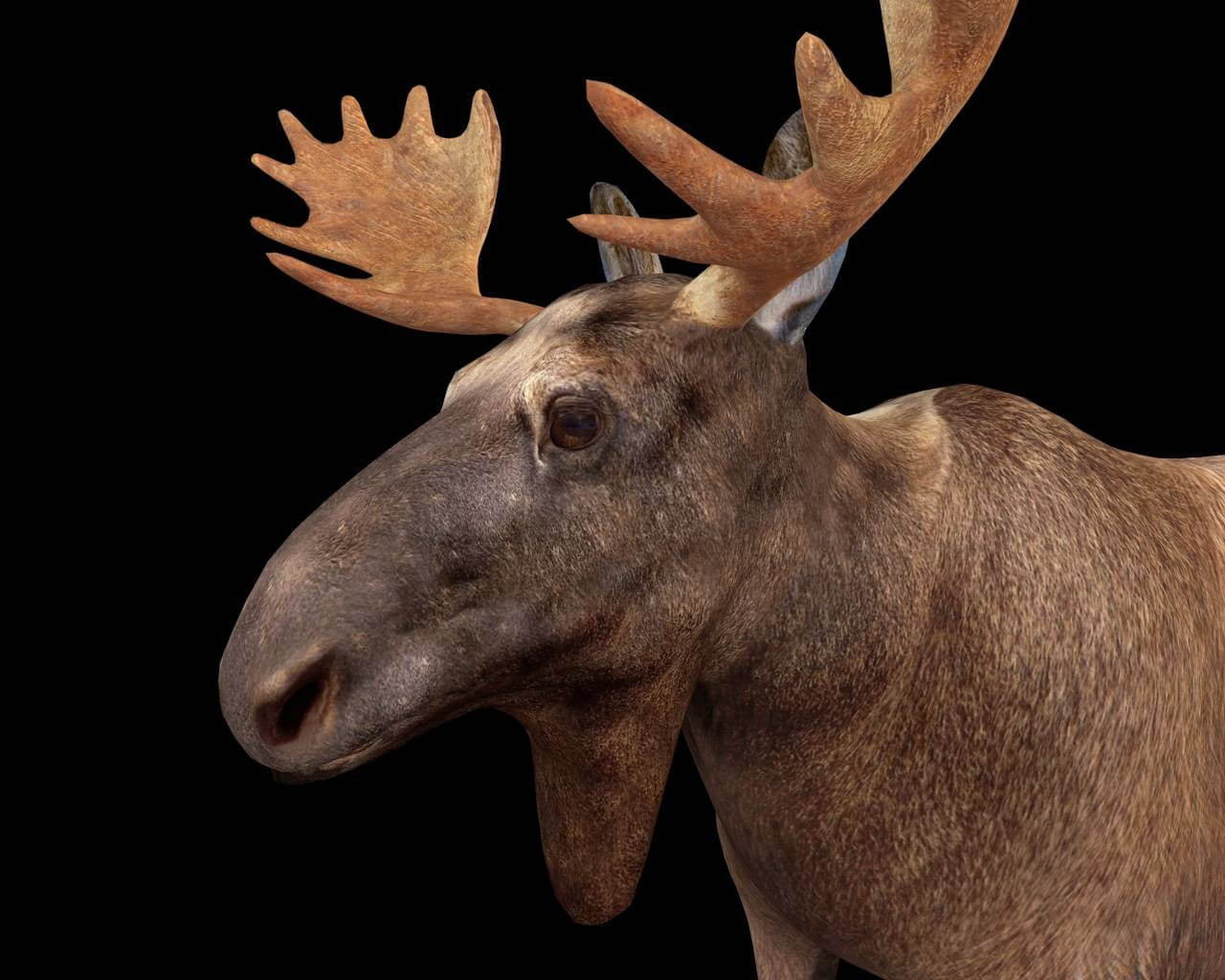 Moose (Male) - 3D Model by 3dstudio