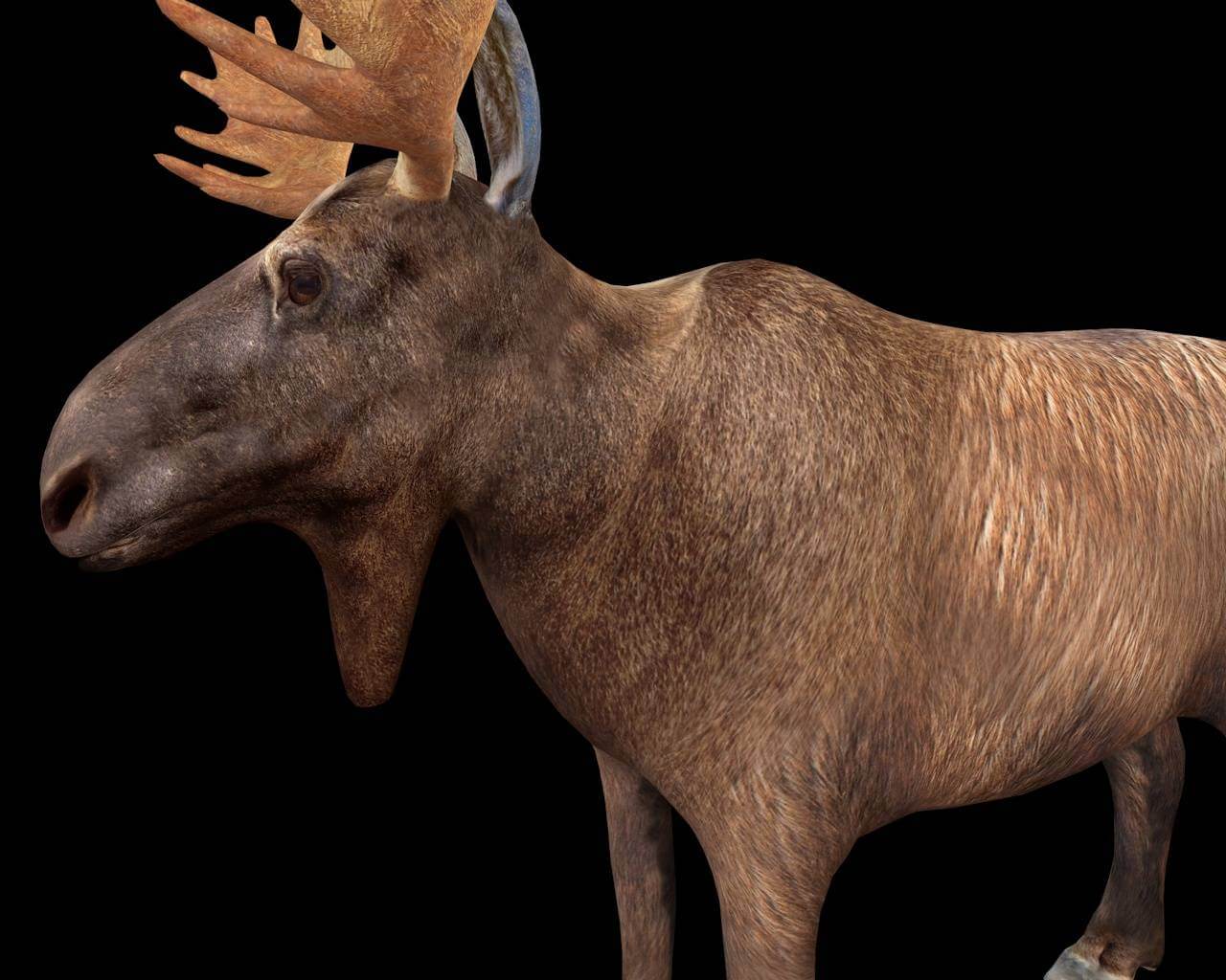 Moose (Male) - 3D Model by 3dstudio