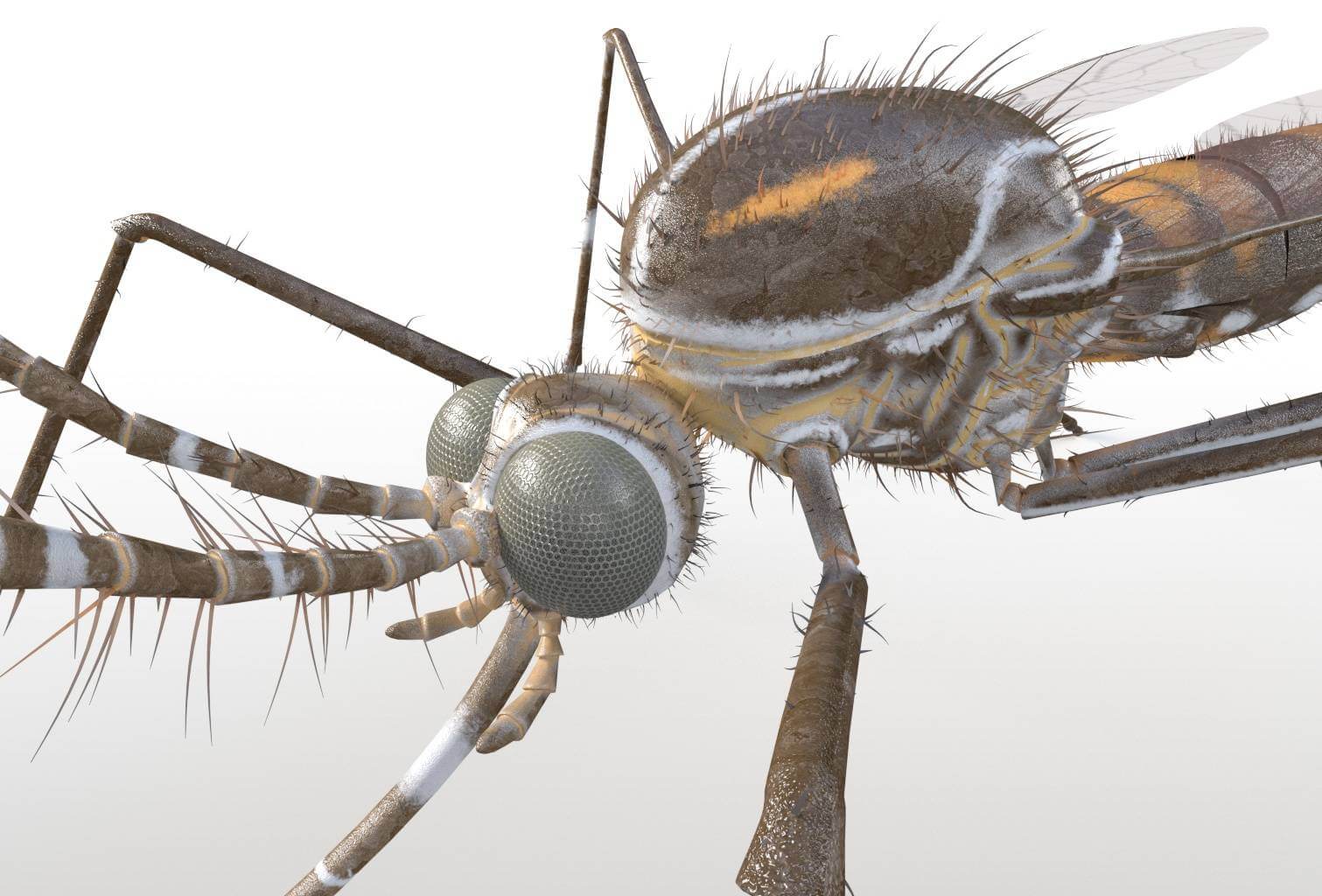 Mosquito - 3D Model by 3dstudio