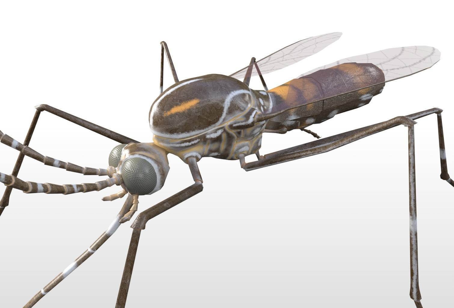 Mosquito - 3D Model by 3dstudio