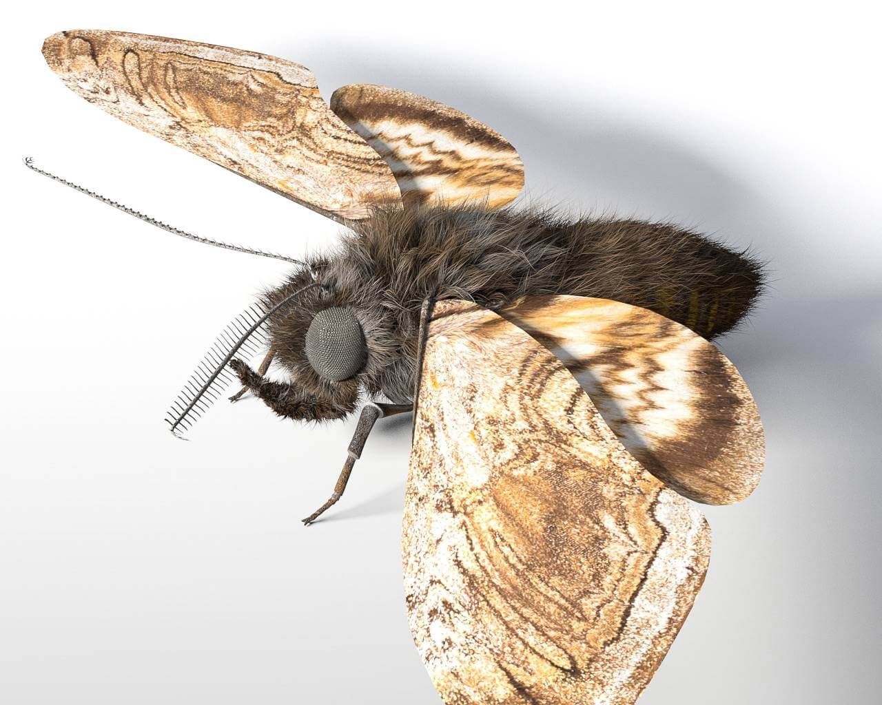 Moth - 3D Model by 3dstudio