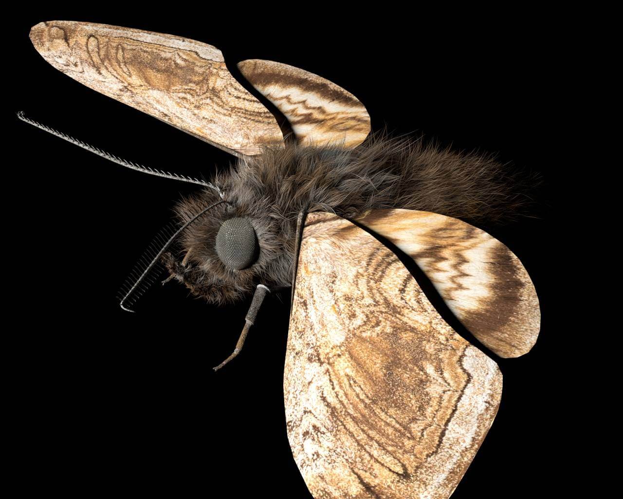 Moth - 3D Model by 3dstudio