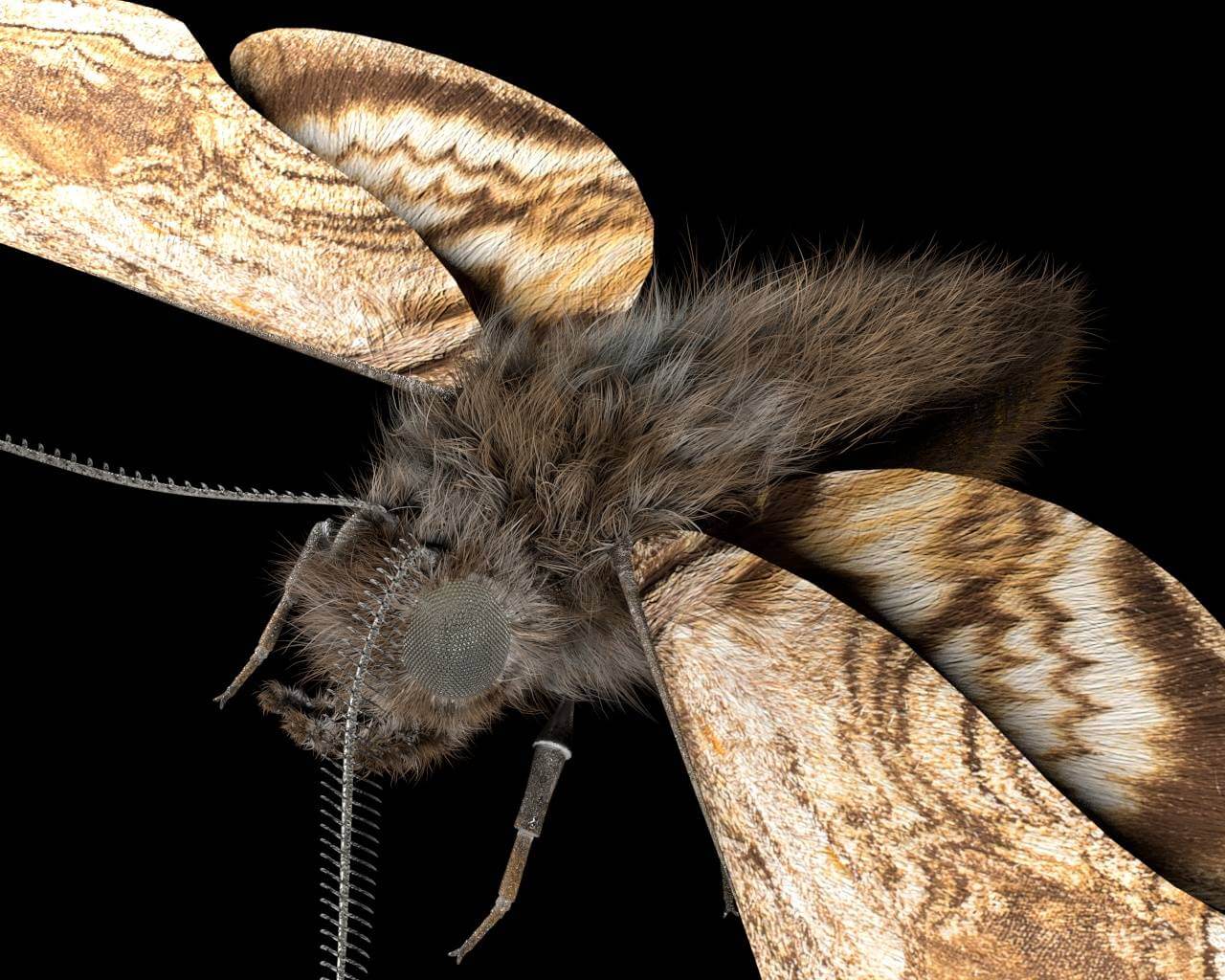 Moth - 3D Model by 3dstudio