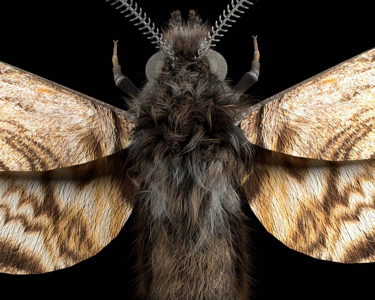 Moth - 3D Model by 3dstudio
