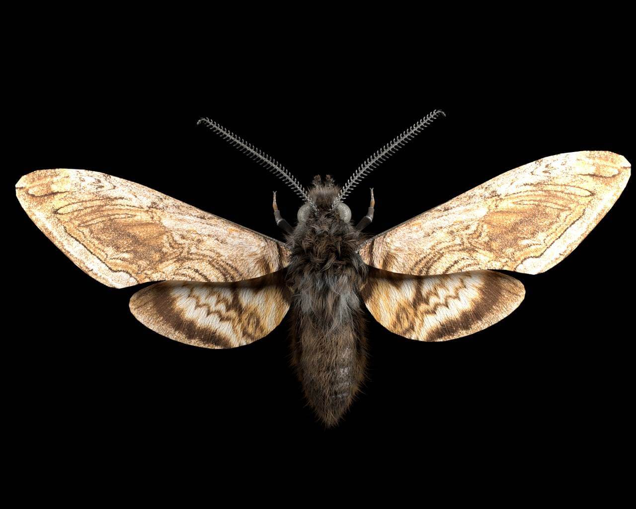 Moth - 3D Model by 3dstudio