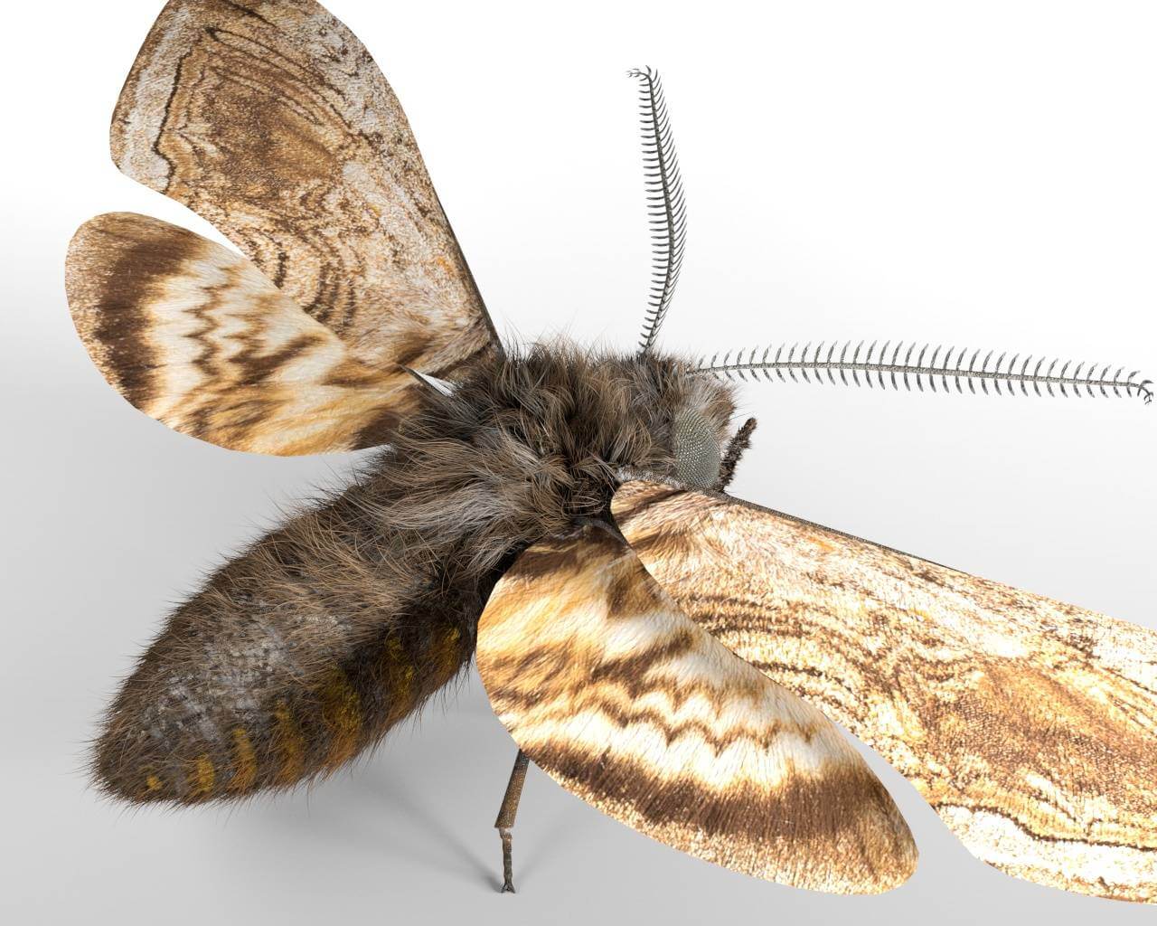 Moth - 3D Model by 3dstudio