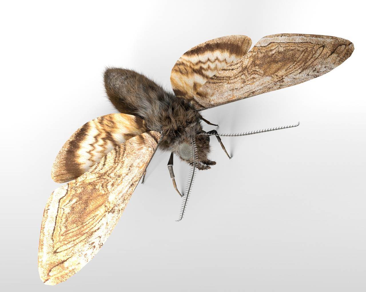 Moth - 3D Model by 3dstudio