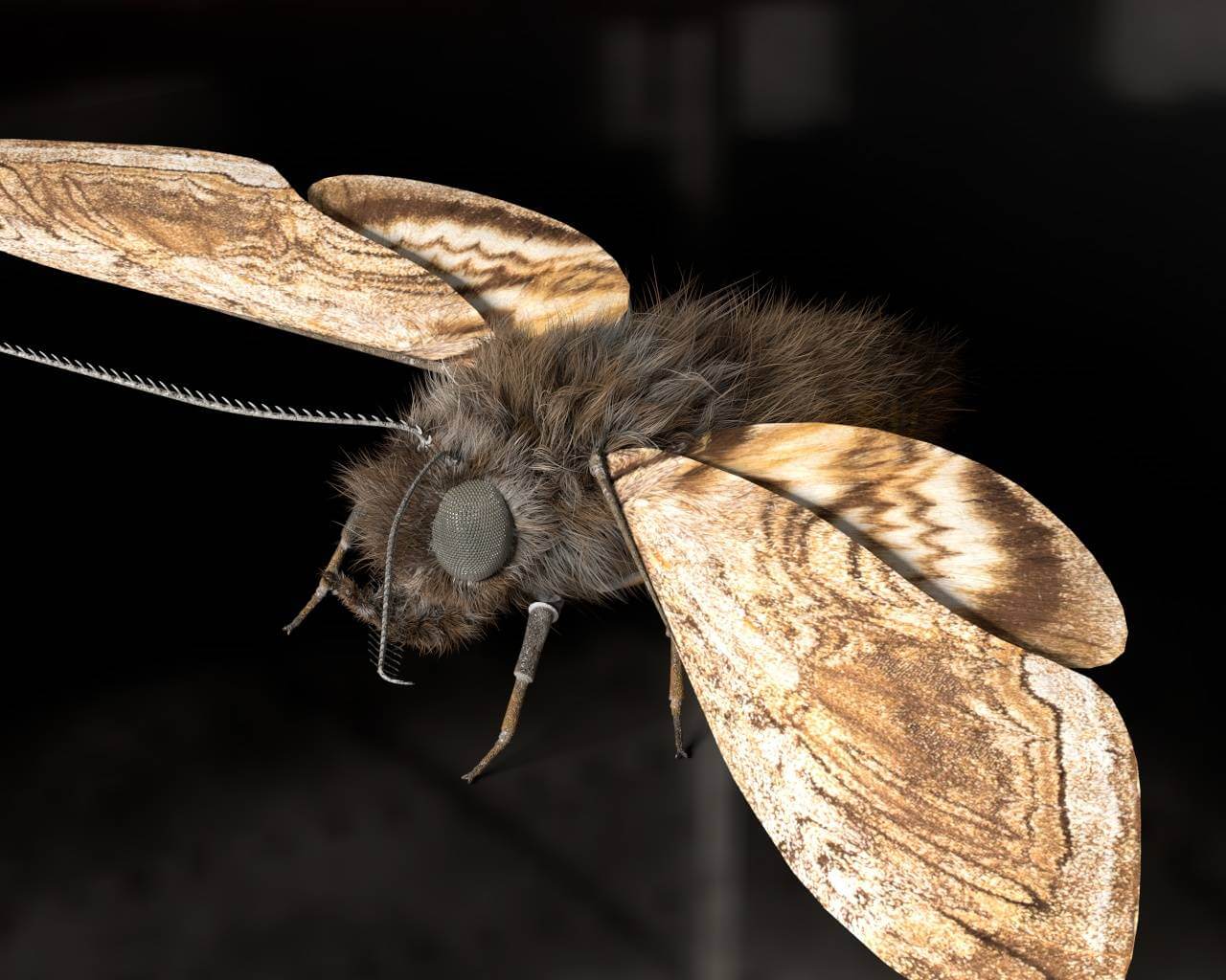 Moth - 3D Model by 3dstudio