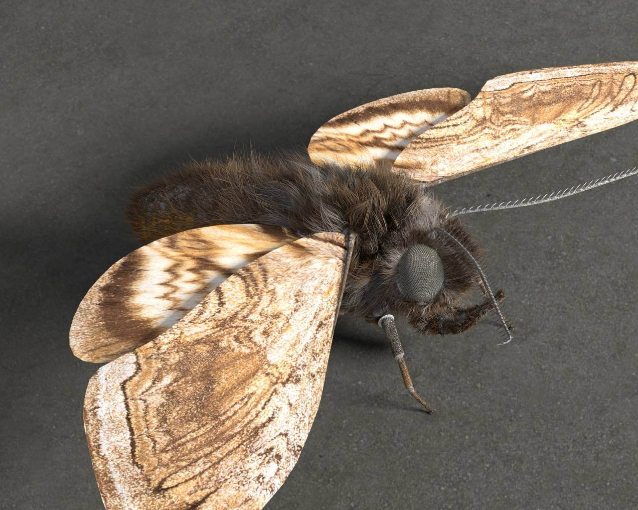 Moth - 3D Model by 3dstudio