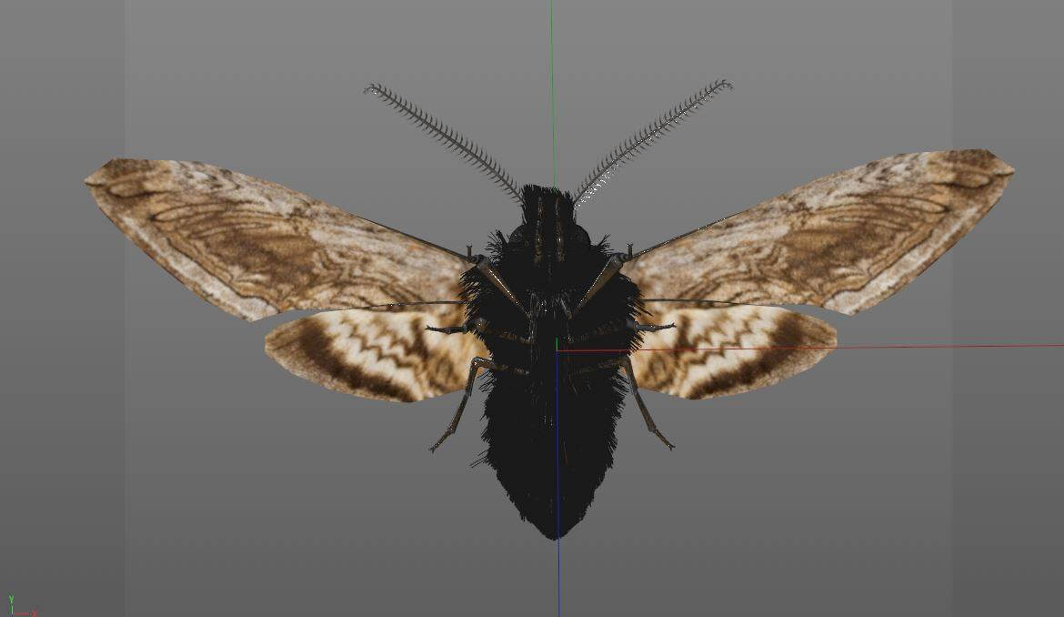 Moth - 3D Model by 3dstudio