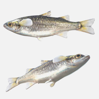 Mountain Mullet Fish - 3D Model by 3dstudio