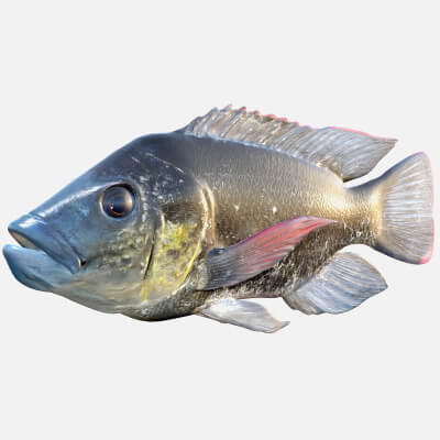 Mozambique Tilapia Fish - 3D Model by 3dstudio