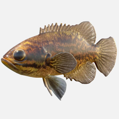 Mud Sunfish 3d model by 3dstudio