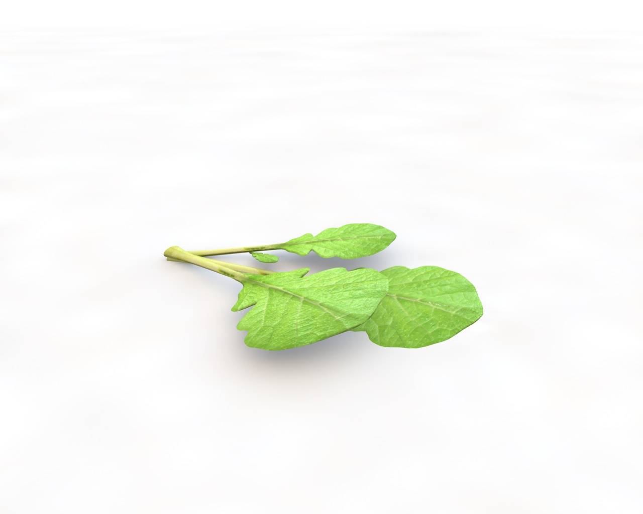 Mustard Greens - 3D Model by 3dstudio