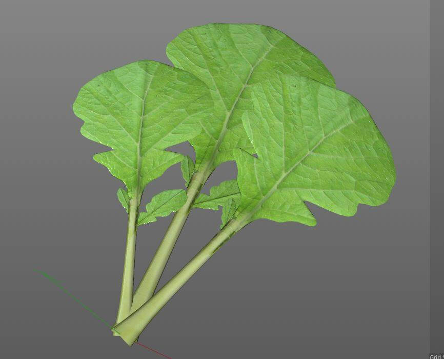 Mustard Greens - 3D Model by 3dstudio