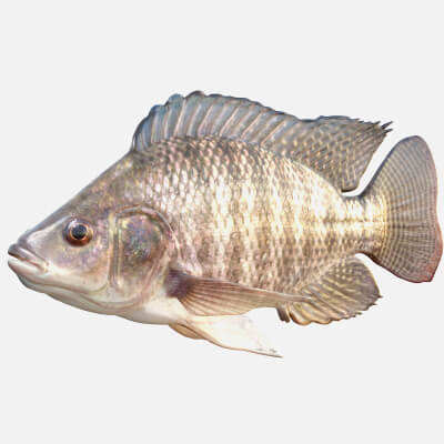 Nile Tilapia Fish - 3D Model by 3dstudio