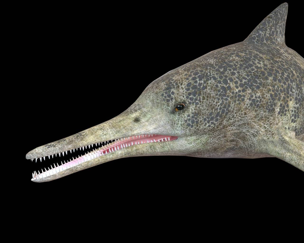 Ophthalmosaurus - 3D Model by 3dstudio