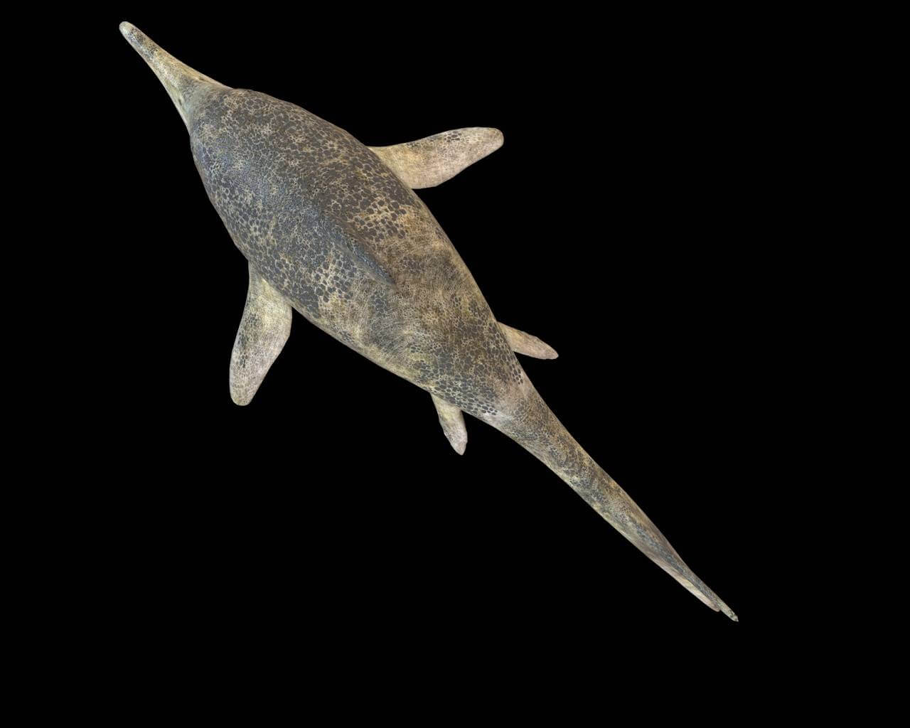 Ophthalmosaurus - 3D Model by 3dstudio