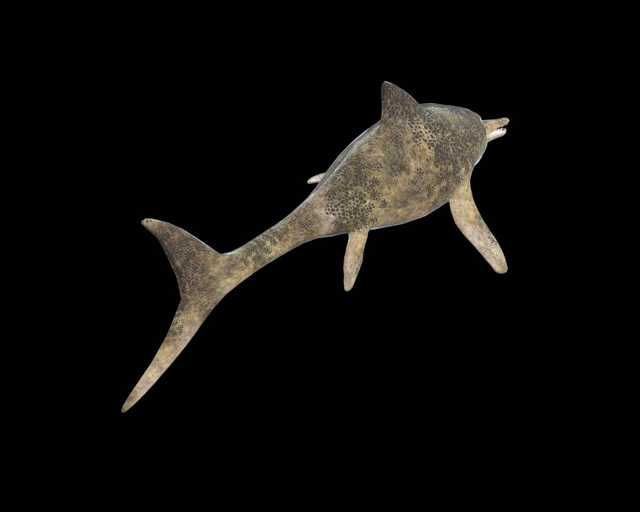 Ophthalmosaurus - 3D Model by 3dstudio