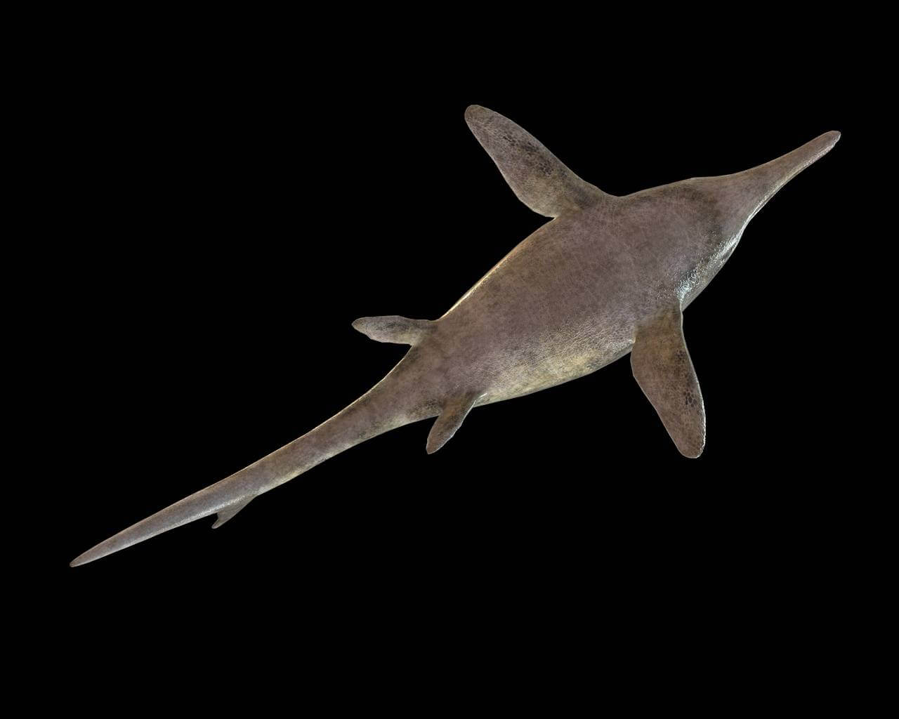 Ophthalmosaurus - 3D Model by 3dstudio