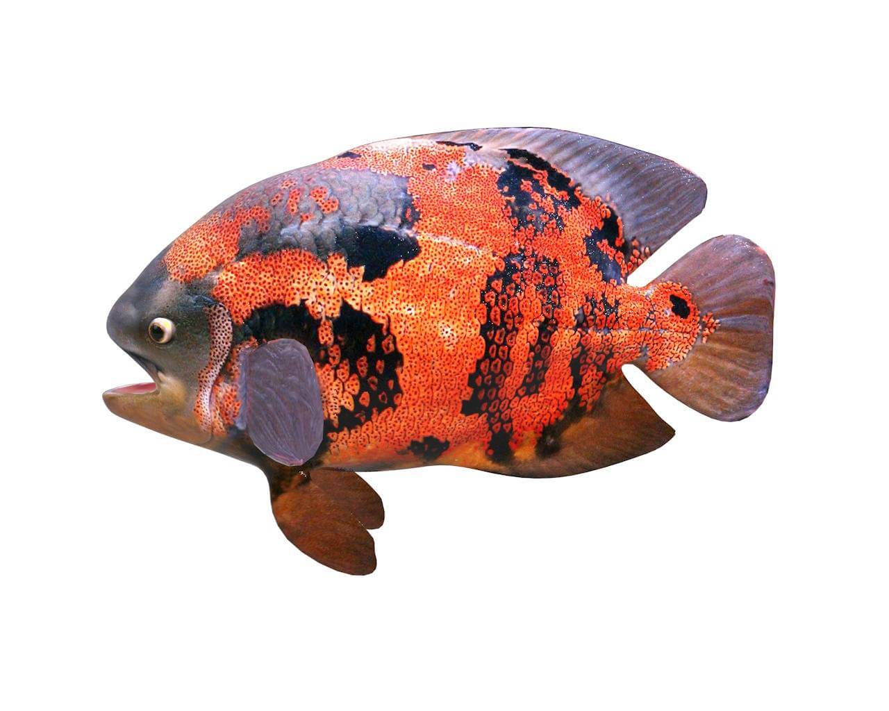 Oscar Fish - 3D Model by 3dstudio