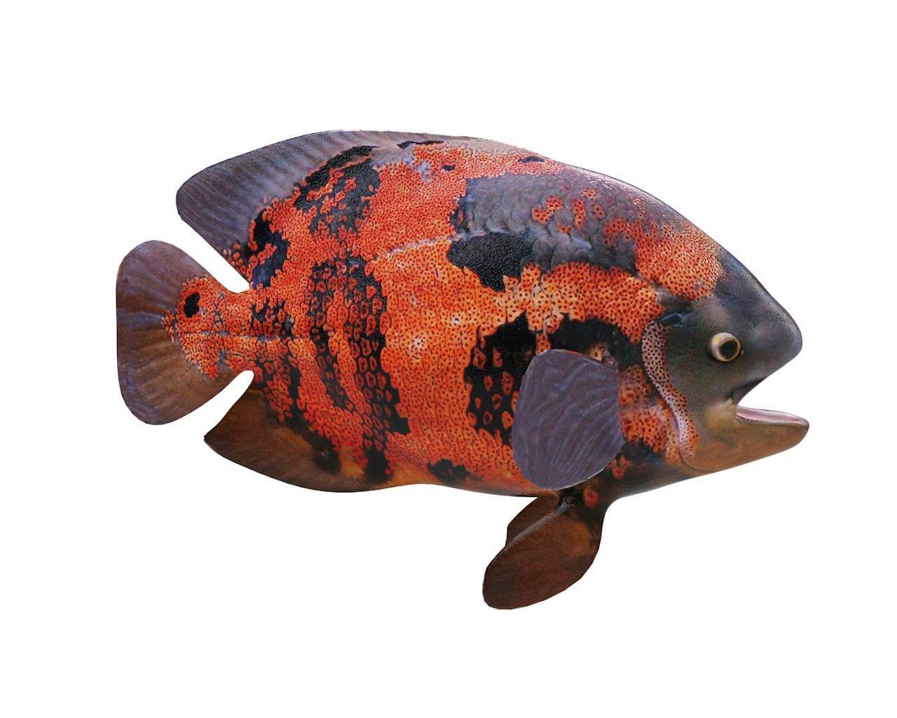 Oscar Fish - 3D Model by 3dstudio