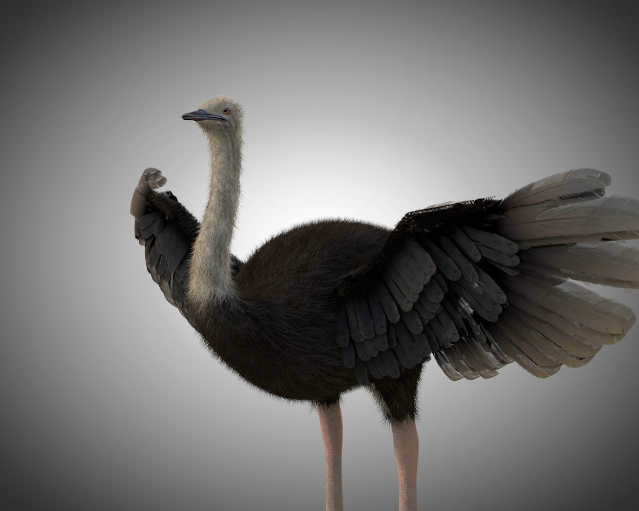 Ostrich - 3D Model by 3dstudio