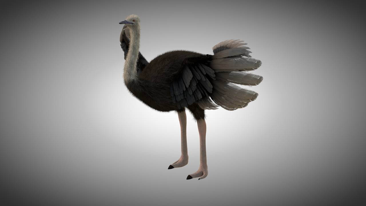 Ostrich - 3D Model by 3dstudio