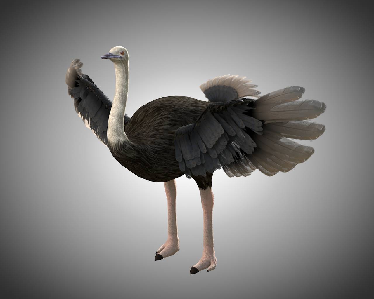 Ostrich - 3D Model by 3dstudio
