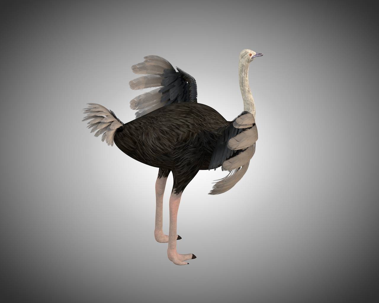 Ostrich - 3D Model by 3dstudio