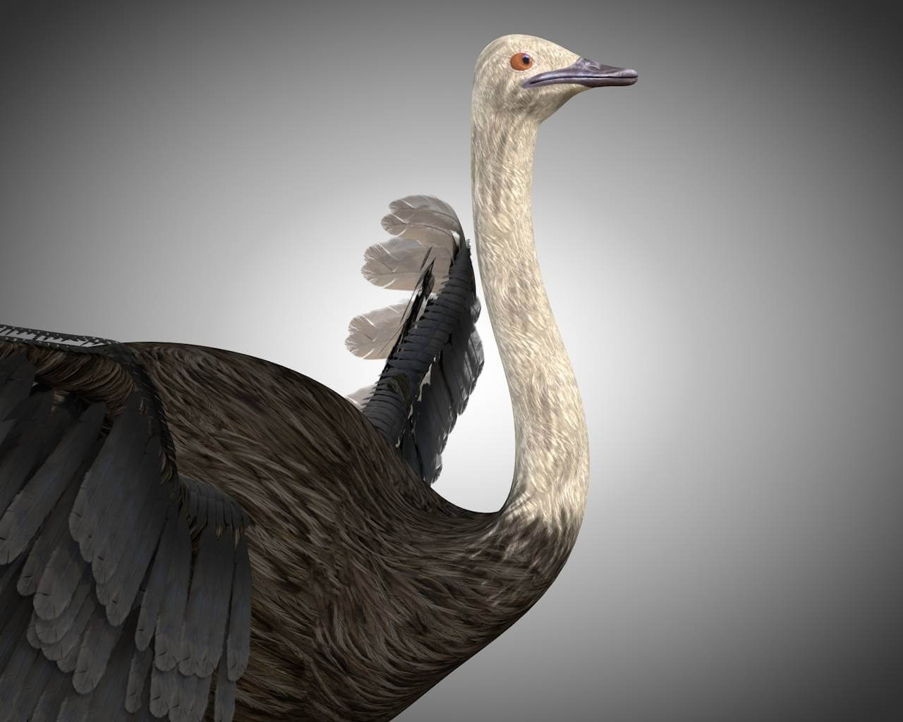 Ostrich - 3D Model by 3dstudio