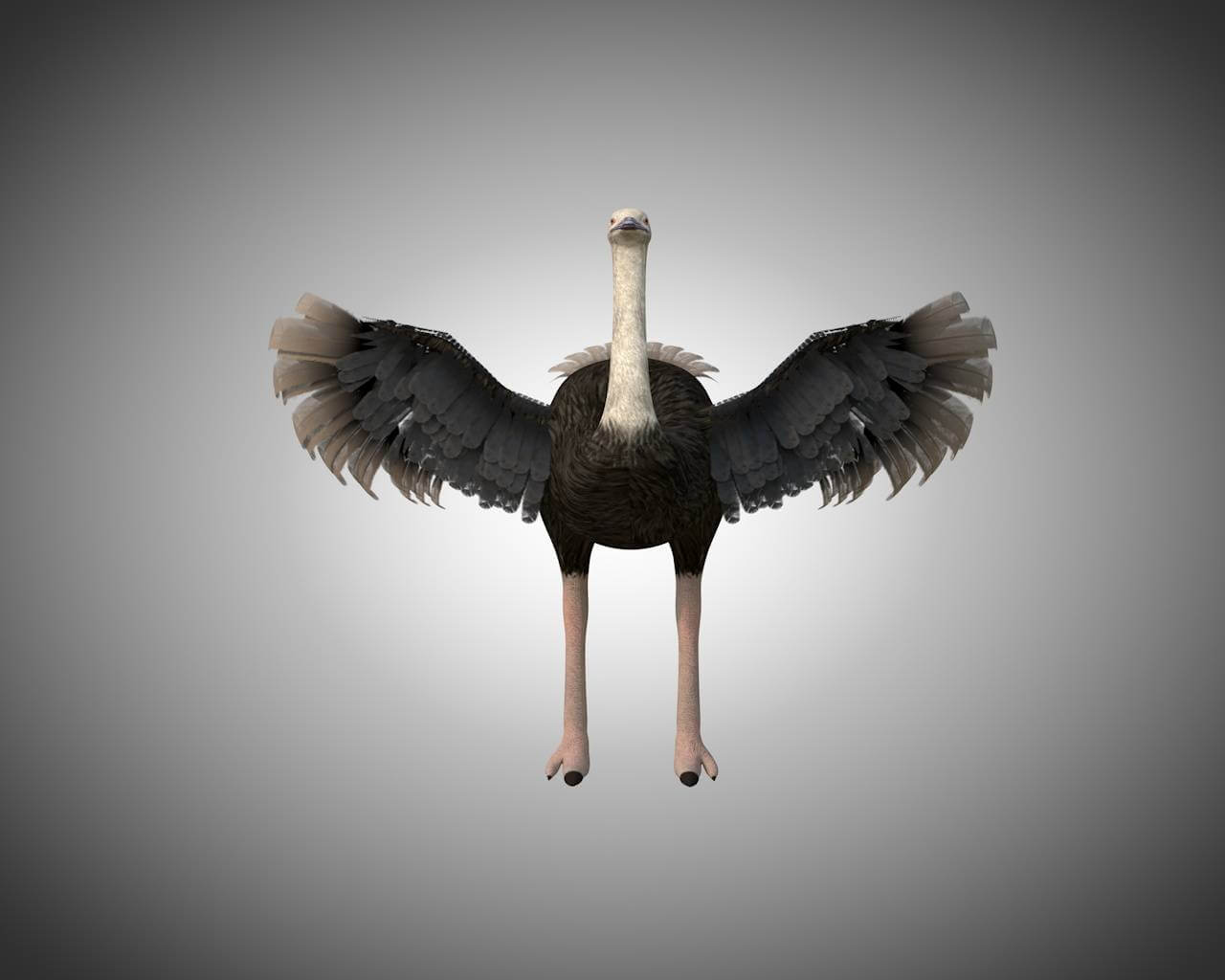 Ostrich - 3D Model by 3dstudio