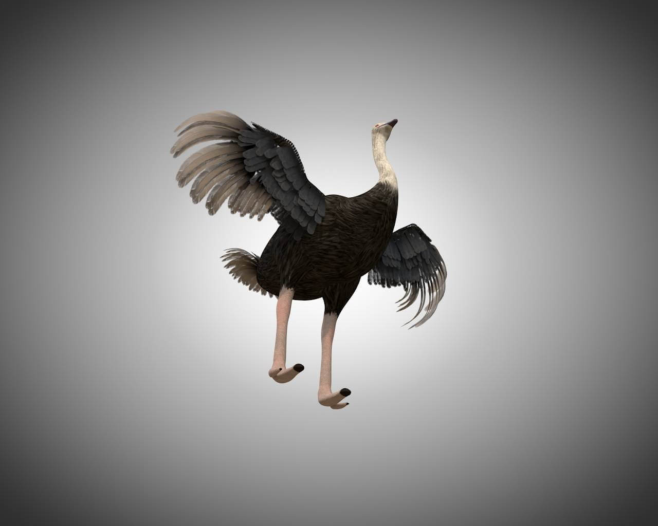 Ostrich - 3D Model by 3dstudio