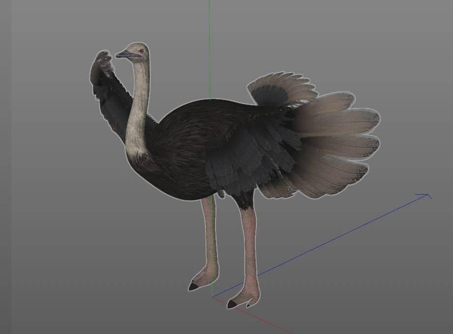 Ostrich - 3D Model by 3dstudio