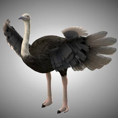 Ostrich - 3D Model by 3dstudio