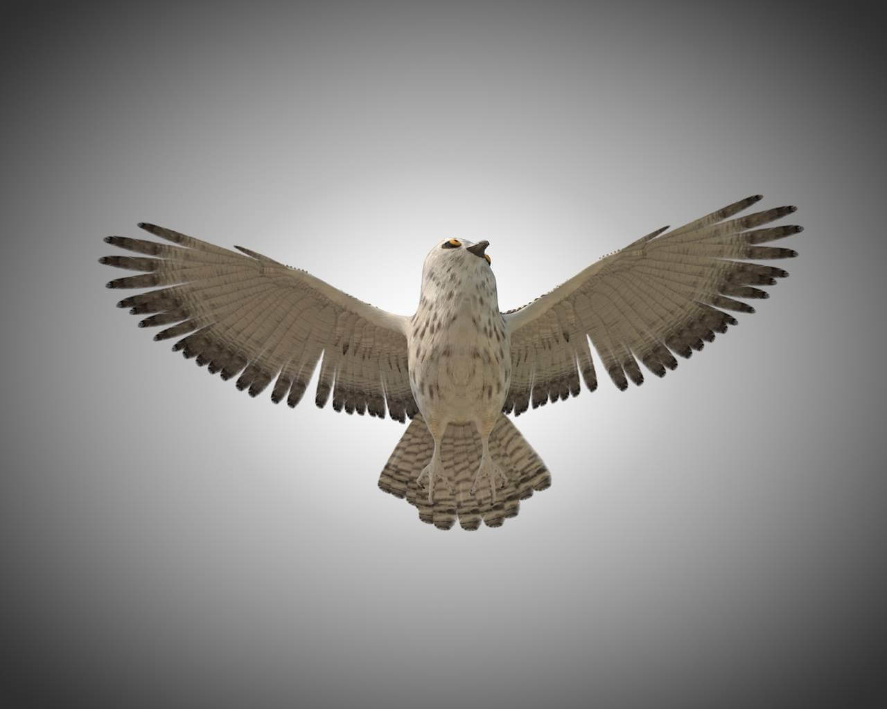 Owl - 3D Model by 3dstudio