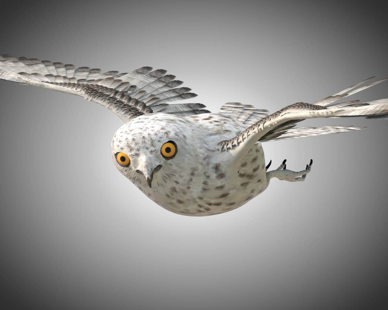 Owl - 3D Model by 3dstudio