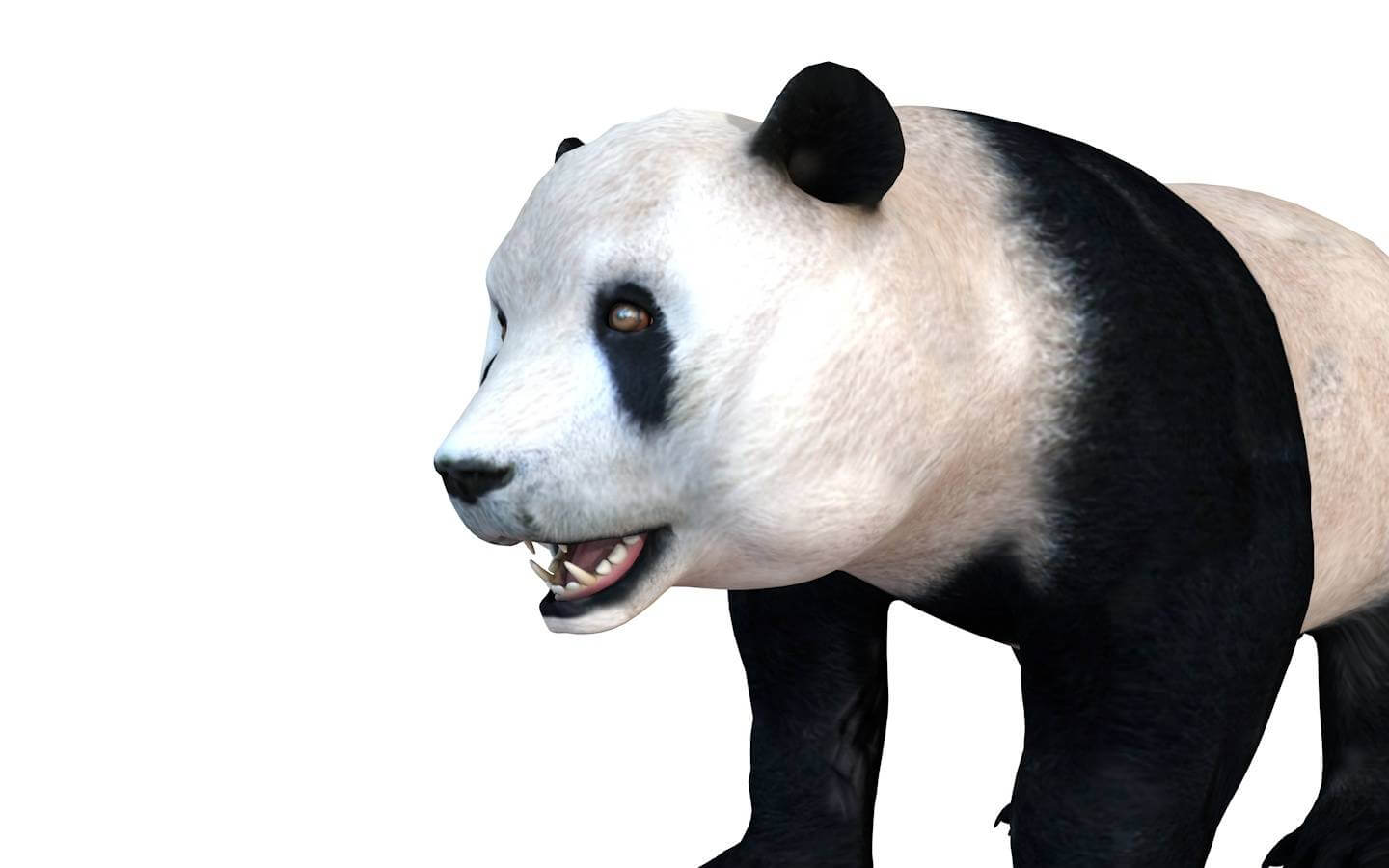 Panda - 3D Model by 3dstudio