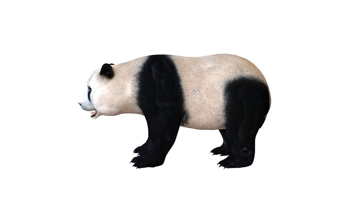 Panda - 3D Model by 3dstudio