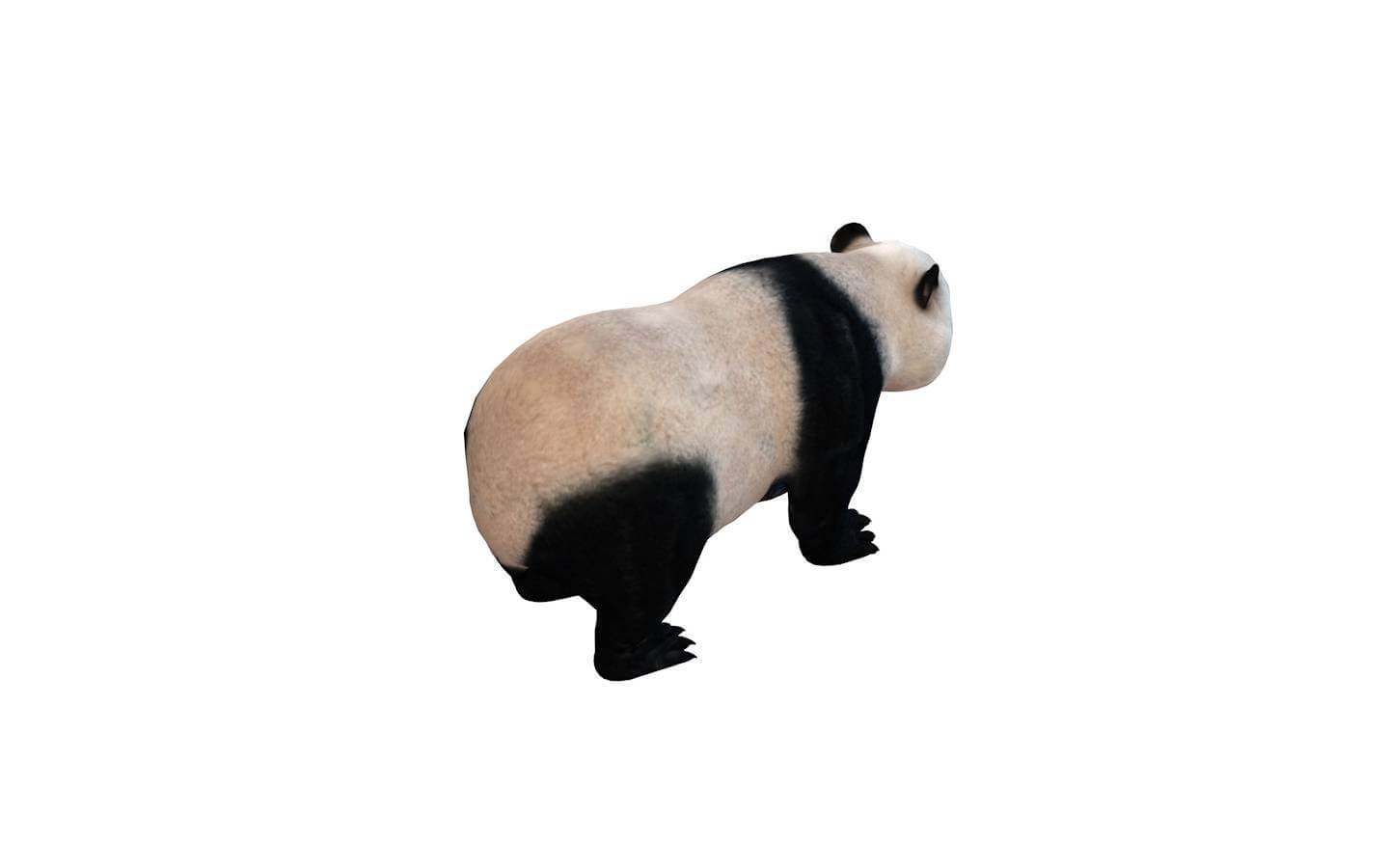 Panda - 3D Model by 3dstudio