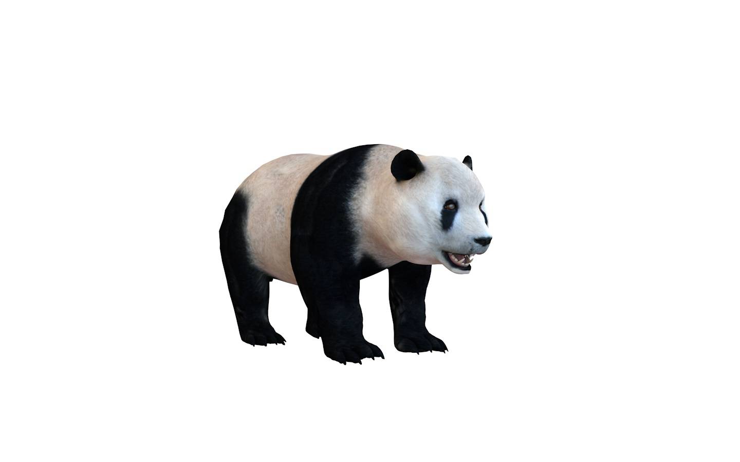 Panda - 3D Model by 3dstudio