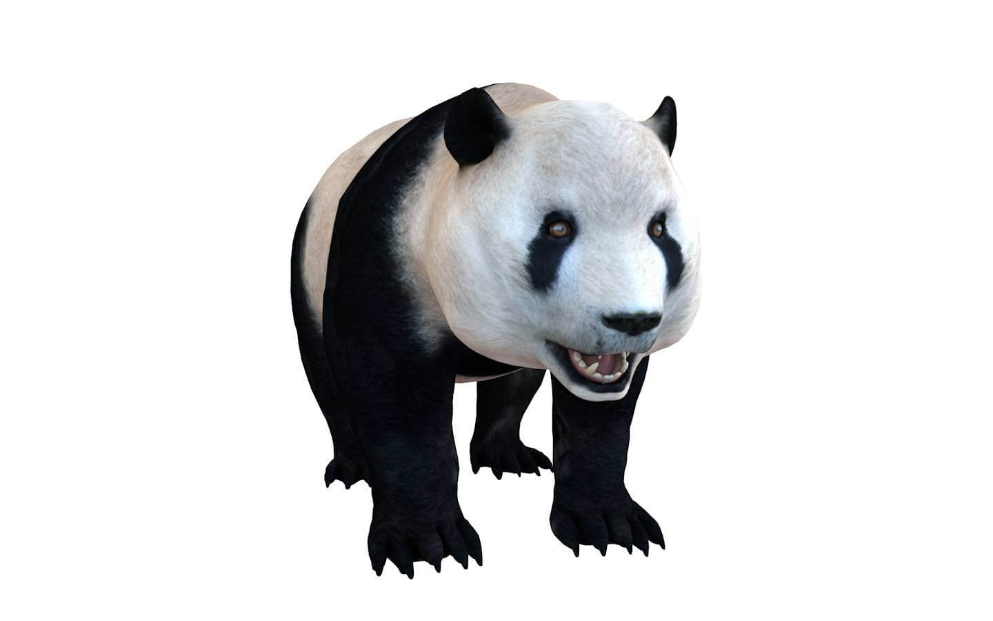 Panda - 3D Model by 3dstudio