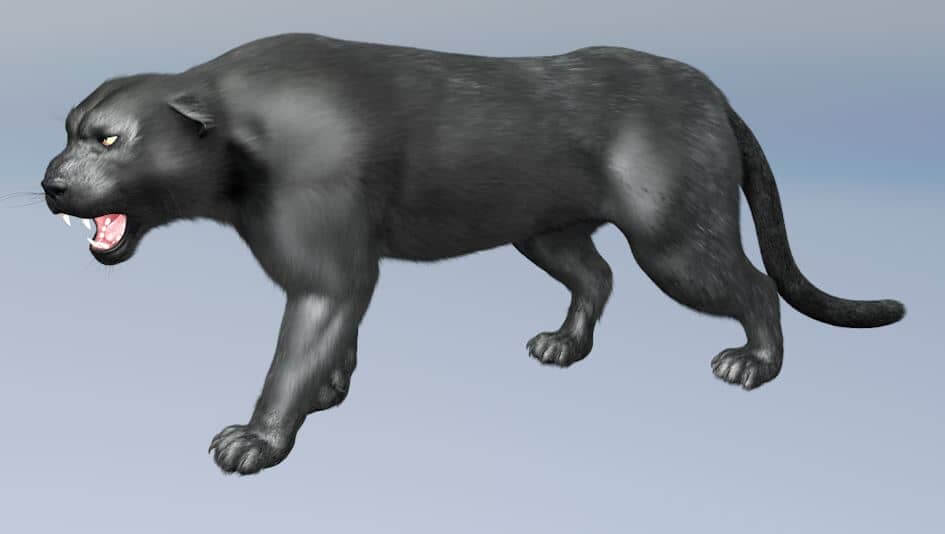 Panther Animal 3D Model by 3dstudio