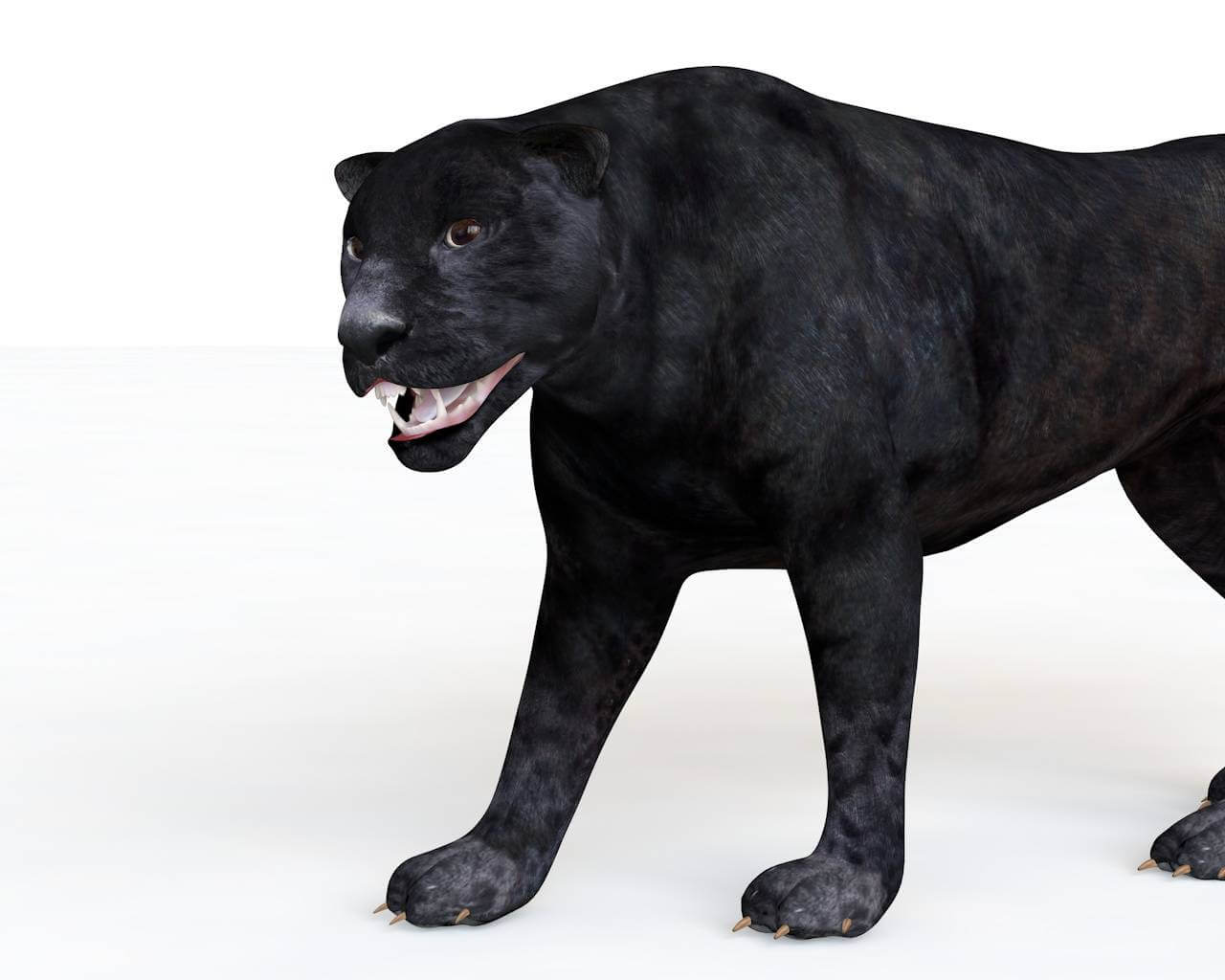 Panther - Free 3D Model by 3dstudio
