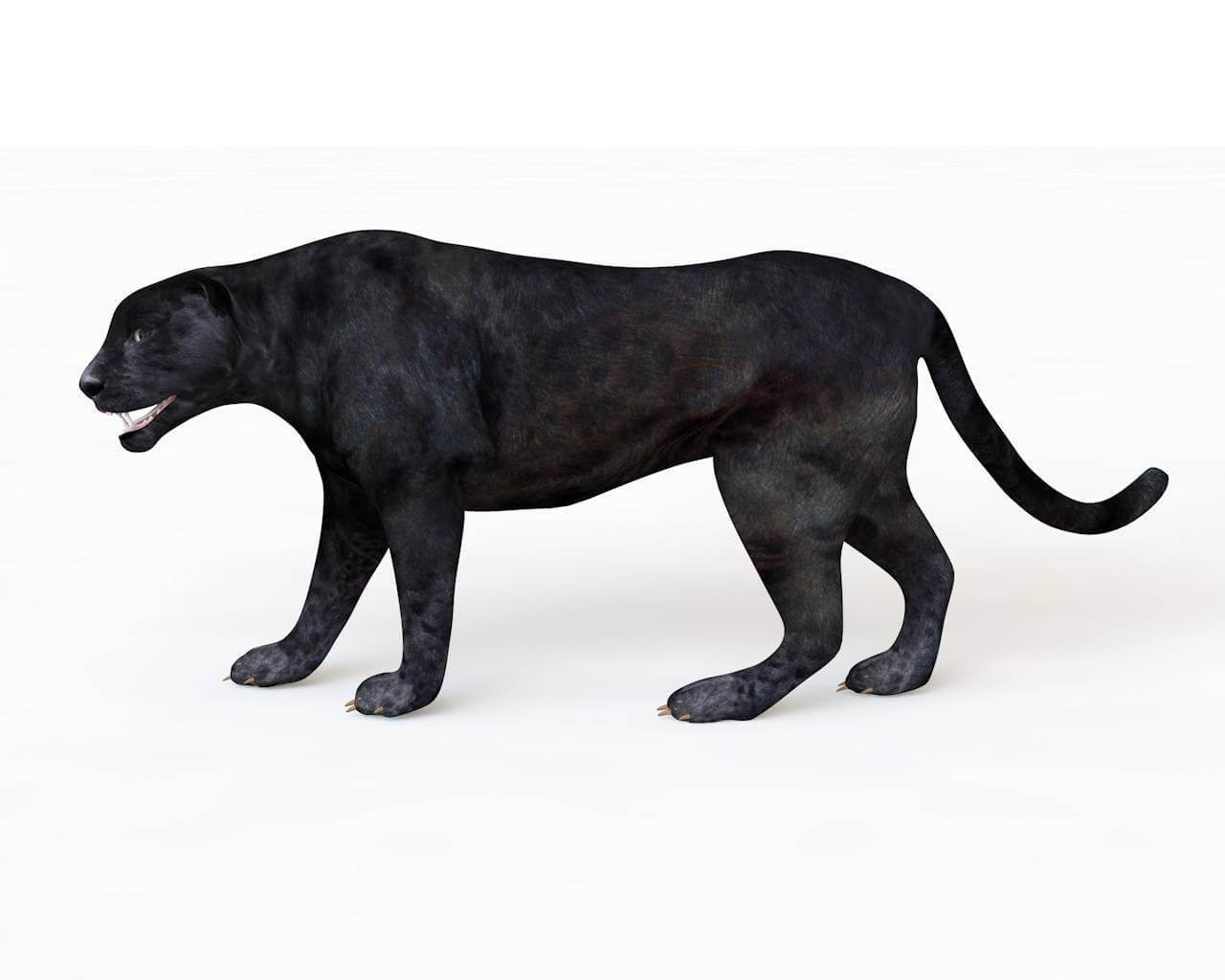 Panther - Free 3D Model by 3dstudio