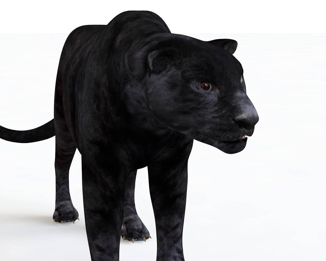 Panther - Free 3D Model by 3dstudio