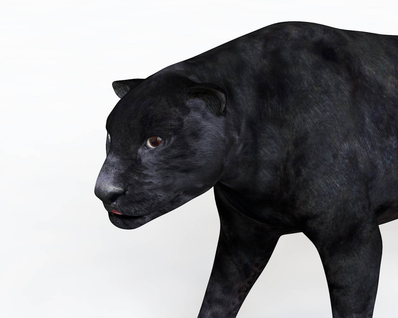 Panther - Free 3D Model by 3dstudio